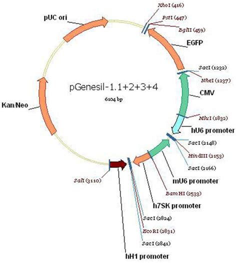 Construction And Identification Of Multiple Genes Co Silence Of Plasmid Shrna Pmc