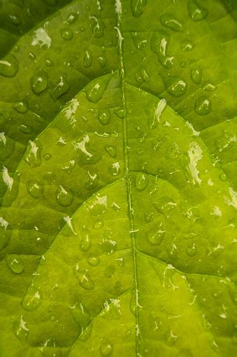 이슬 방울이있는 깨끗한 녹색 잎의 아름다운 근접 촬영 텍스처 배경 0명에 대한 스톡 사진 및 기타 이미지 0명 계절