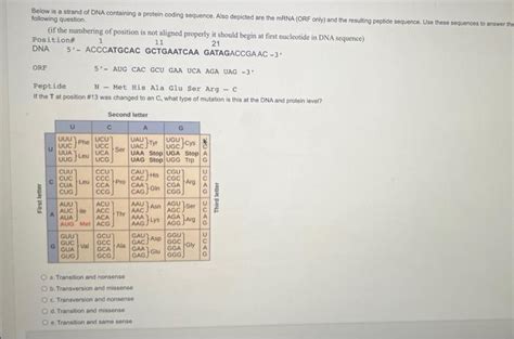 Solved Below Is A Strand Of Dna Containing A Protein Coding