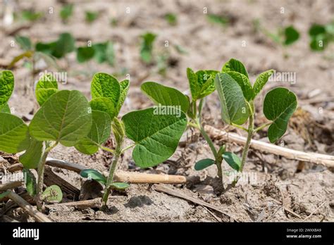 Soybeans Growing In Field After Planting Agriculture Soybean Farming And Growth Stages Concept