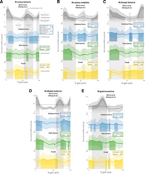 Grand Averaged Gait Cycle Semg Profiles For Each Muscle And Each Download Scientific Diagram