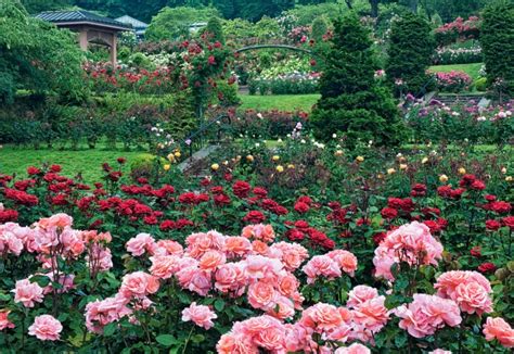The Rose Garden Reviews 2026 Well Traveled