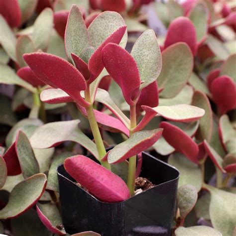 Crassula Streyi Succulents World