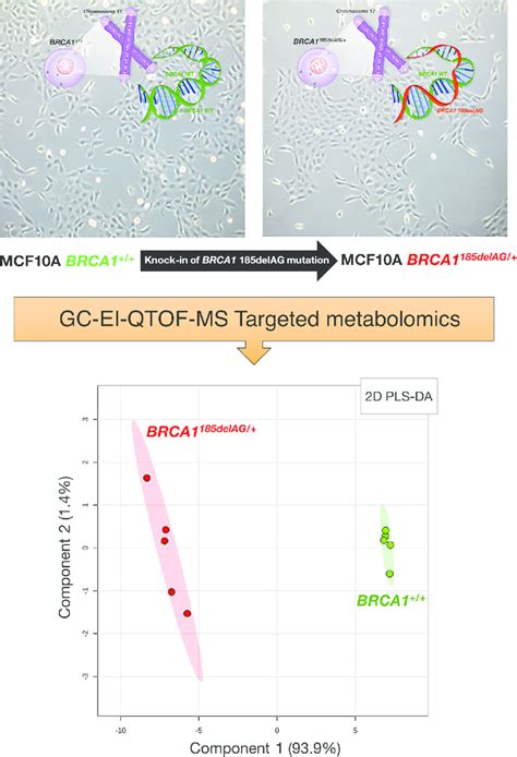 metabolomic profiling of brca1 haploinsufficient breast epithelial