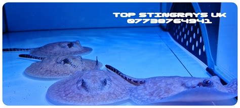 Hystrix Stingray Female Hystrix Stingrays Stingrays Uk Based