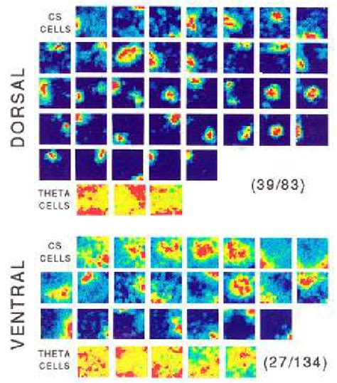 Firing Rate Maps For Dorsal And Mid Ventral Ca1 Cs Download Scientific Diagram
