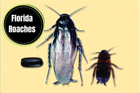 Florida Roaches Identification And Survival Guide The Cockroach Facts