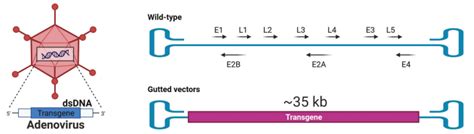深度综述：crispr Cas用于肿瘤治疗药物的体内递送 知乎