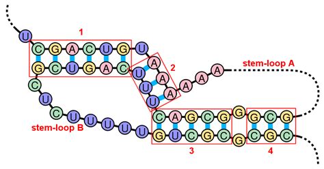 Inverted Repeat Wikipedia