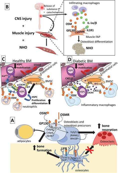 Stage Specific And Tissue Specific Effects Of Osm Through Multiple