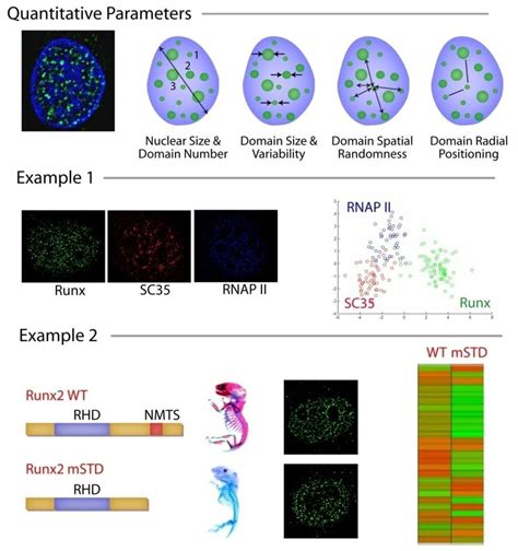 Subnuclear Localization And Intranuclear Trafficking Of Transcription Factors Pmc