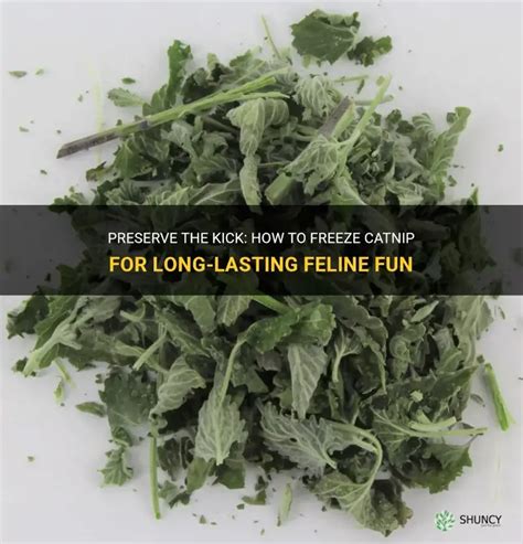 Preserve The Kick How To Freeze Catnip For Long Lasting Feline Fun