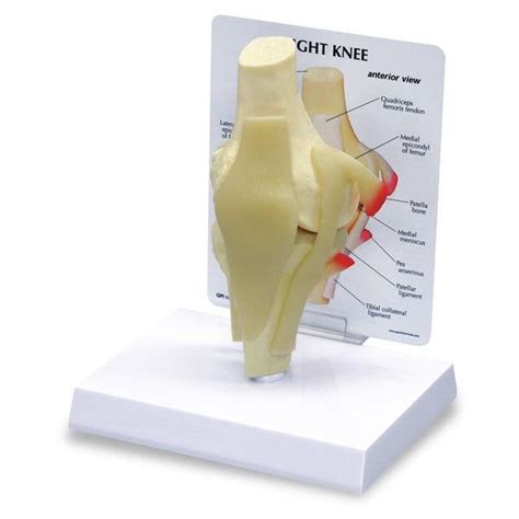Buy Basic Knee Model Online Australia Livcor