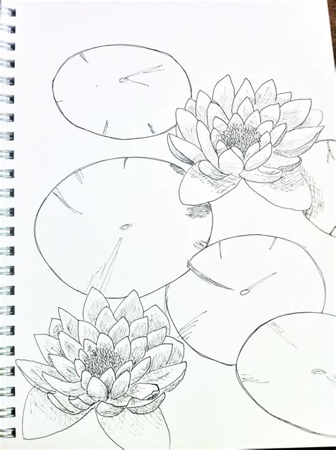Lily Pad Cartoon Drawing At Stanton Leslie Blog