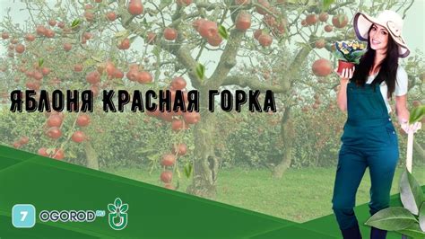 Яблоня Красная горка - YouTube