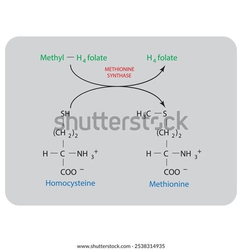 Diagram Showing Function Methionine Synthase Conversion Stock Vector Royalty Free 2538314935