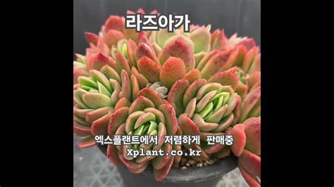 러즈아가 다육이 다육식물 다육 Succulent 多肉植物 다육싸게파는곳 엑스플랜트 곰도리다육 Youtube
