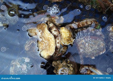 Abalone Stock Photo Image Of Seductive Creatures Pleasure