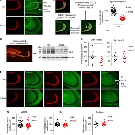 Ps Regulation Of Syt7 Expression Depends On App Ctfs New Interacting Download Scientific