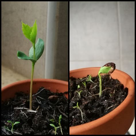 Growing An Apple Tree From A Seed This Happened Within Weeks R Gardening