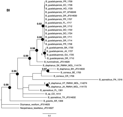 Bayesian Phylogeny For Bulimulus Species Using MrBayes Based On The Download Scientific