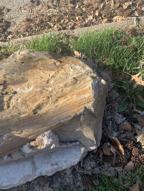 Is This Sedimentary Rock Or A Tree Fossil Rfossils