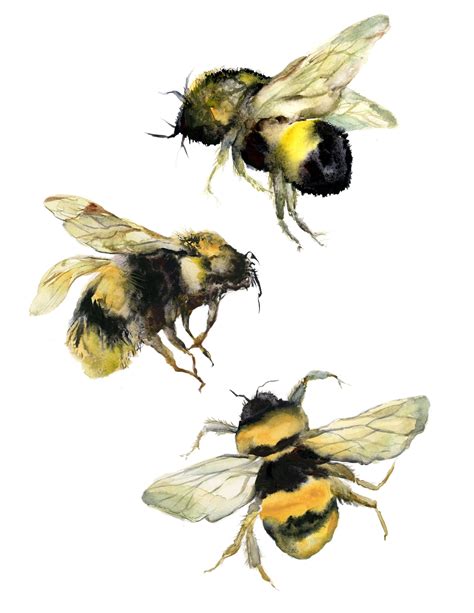 Bumble Bee Watercolor At Explore Collection Of