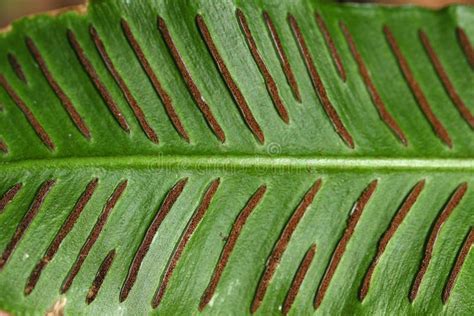 Sori Of A Harts Tongue Fern Stock Image Image Of Plant Endangered