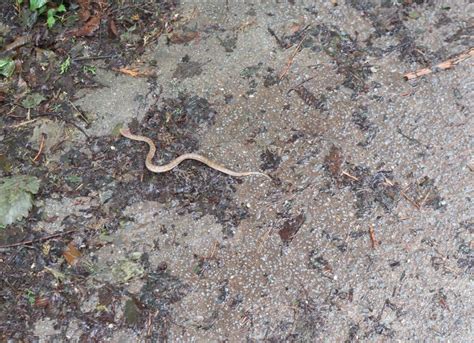 실 뱀 꿈 해몽 21가지실뱀 나오는 만나는 보는 잡는 죽이는 실 뱀한테 에게 물리는 꿈 쫓기는 꿈 지식 코리아