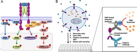 A Simplified Scheme Identifying Key Signaling Pathways Activated By