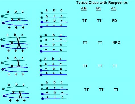 double crossover explained at geoffrey schultz blog