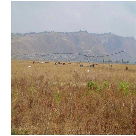 Elfora Large Scale Crop Production Farm In The Shashamane District Download Scientific Diagram