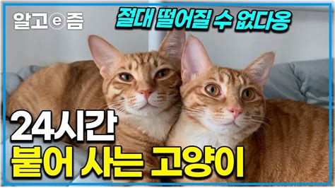 와 정말 신기하네 세상에 이런 고양이들이 다 있어 7마리 고양이들이 여태 한번 싸우지도 않고 꼭 붙어 서로를 그루밍해 주는 고양이들│고양이를 부탁해│알고e즘