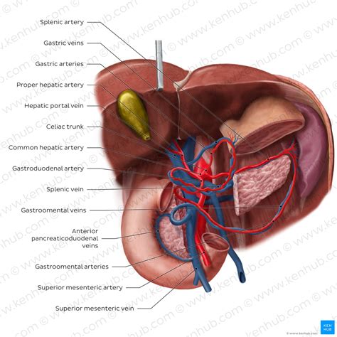 Internal Organs Liver