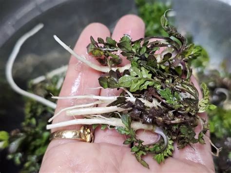 냉이무침 냉이요리