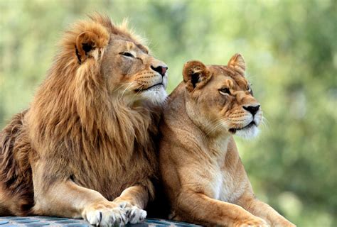 Los 10 Grandes Felinos Características Y Curiosidades Fyvism