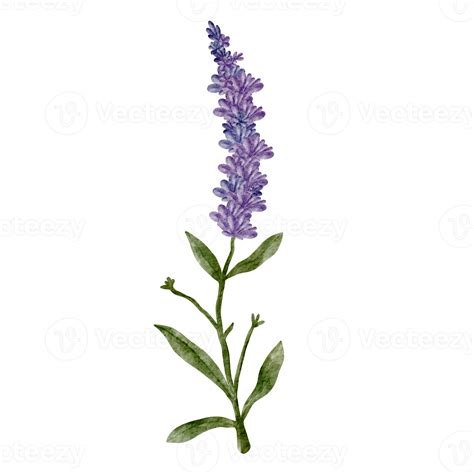 Watercolor Lavender Flower Clip Art 16537618 Png
