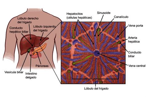 Estructura De Las Células Del Hígado La Plasticidad Del Hepatocito Y