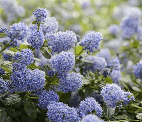 Blueblossom Ceanothus Thyrsiflorus Care Guide Pests Diseases