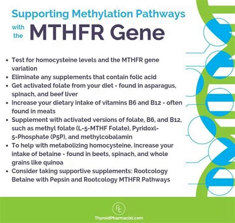 Supporting Methylation Pathways With The Mthfr Gene Mthfr Mutation