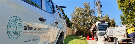 Tree Transplant Services Perth The Arbor Centre