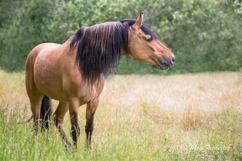 Kiger Mustang Artofit