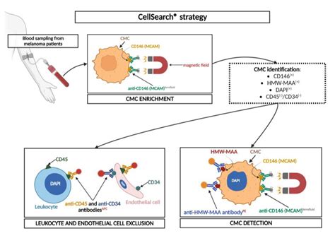 Cells Free Full Text Circulating Melanoma Cell Numbers Correlate