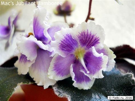 Mac's Jubilant Jamboree (Макс Джубилэнт Джэмбори), G.McDonald, полумини ...