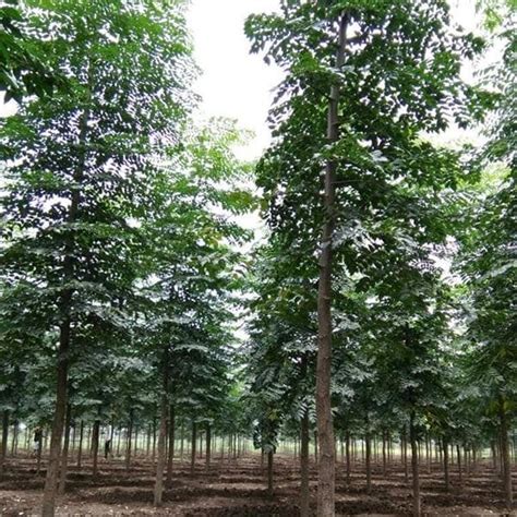 Buy Melia Composita Melia Dubia 0 5 Kg Seeds Online From Nurserylive At Lowest Price