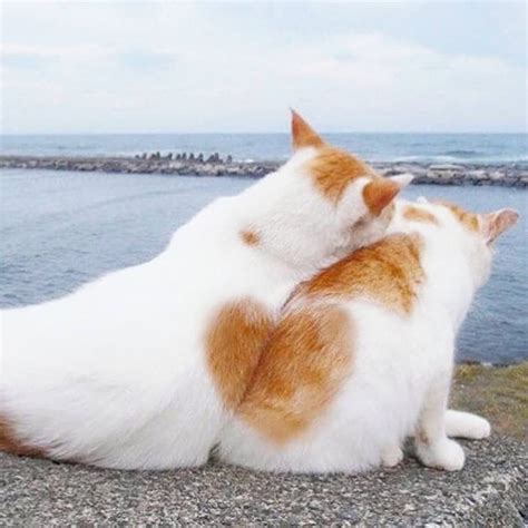 우리 둘이 서로 사랑하고 있어요♥운명처럼 등에 하트점 새겨진 커플 고양이