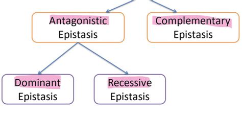 Patterns Of Inheritance Flashcards Quizlet