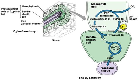 Diagram Of C4 Cycle Quizlet