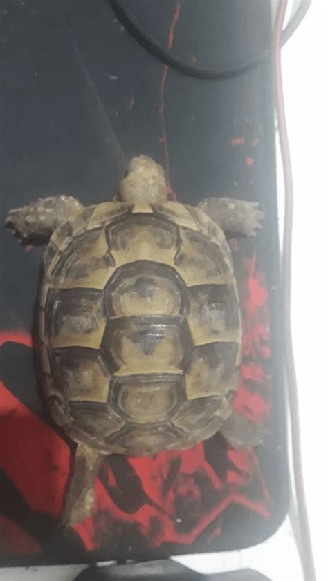 Identification R Turtle