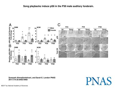 Song Playbacks Induce Ps6 In The P30 Male Auditory Forebrain Ppt
